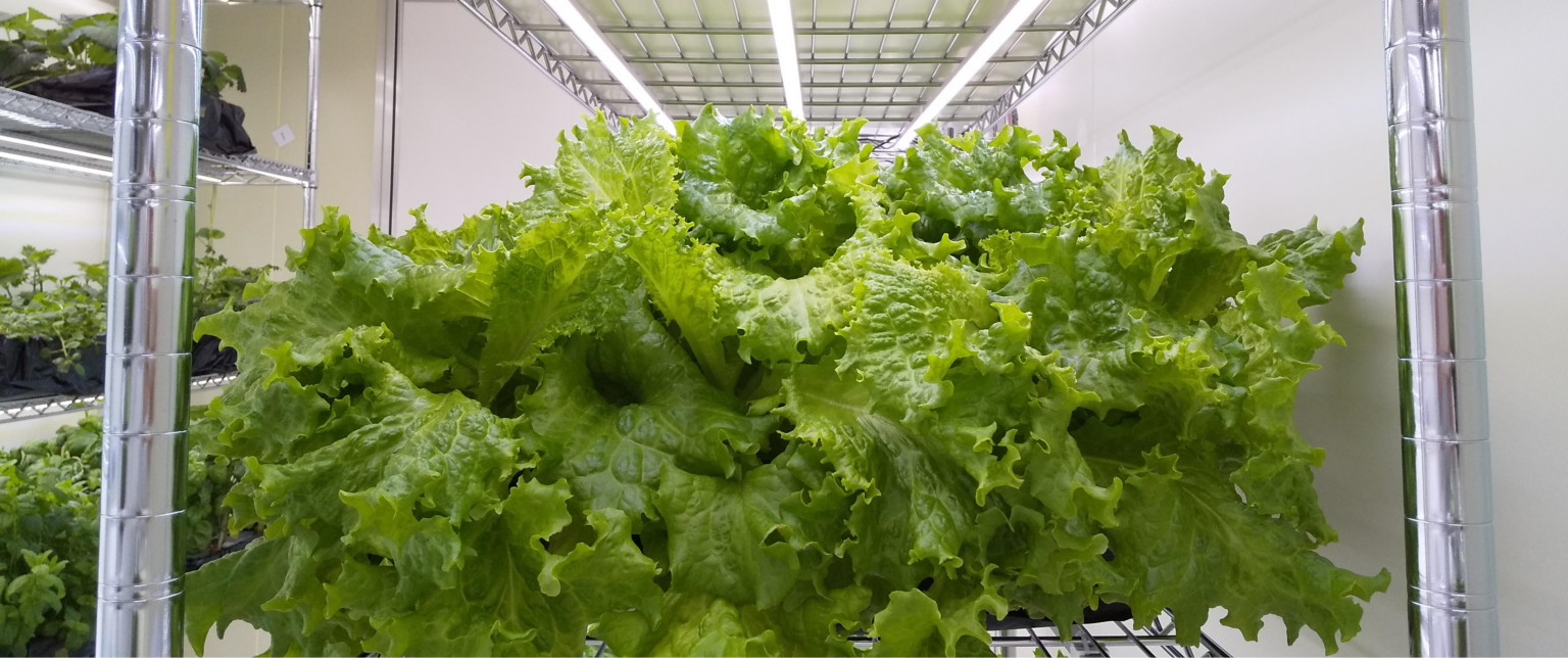 セラ・ファームとは？ 水耕栽培 オーガニック セラミック セラファーム 就労 野菜 栽培 福利厚生 楽しい 障害者 福利厚生 全館空調 マッハ ...