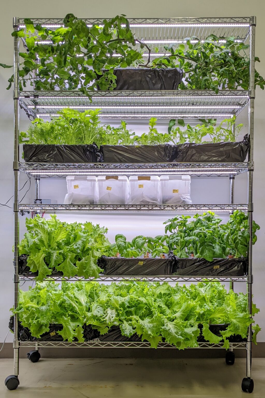 セラ・ファームとは？ 水耕栽培 オーガニック セラミック セラファーム 就労 野菜 栽培 福利厚生 楽しい 障害者 福利厚生 全館空調 マッハ ...